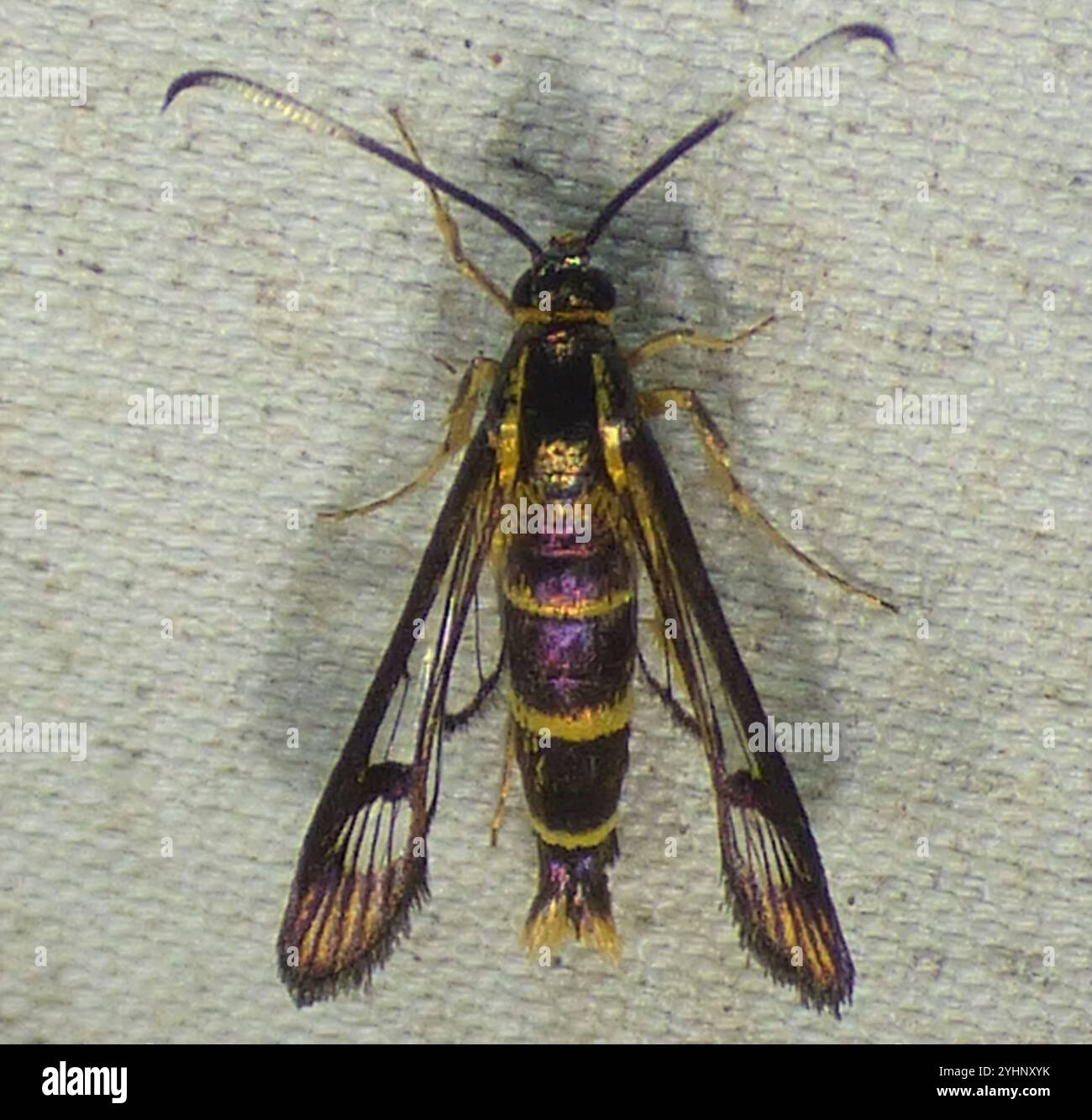 Ironweed Clearwing Moth (Carmenta bassiformis Stock Photo - Alamy
