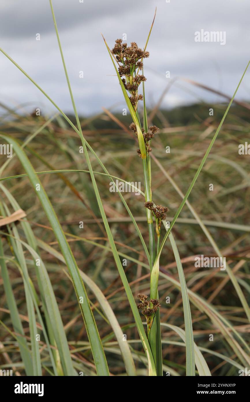 Swamp Sawgrass (Cladium mariscus Stock Photo - Alamy