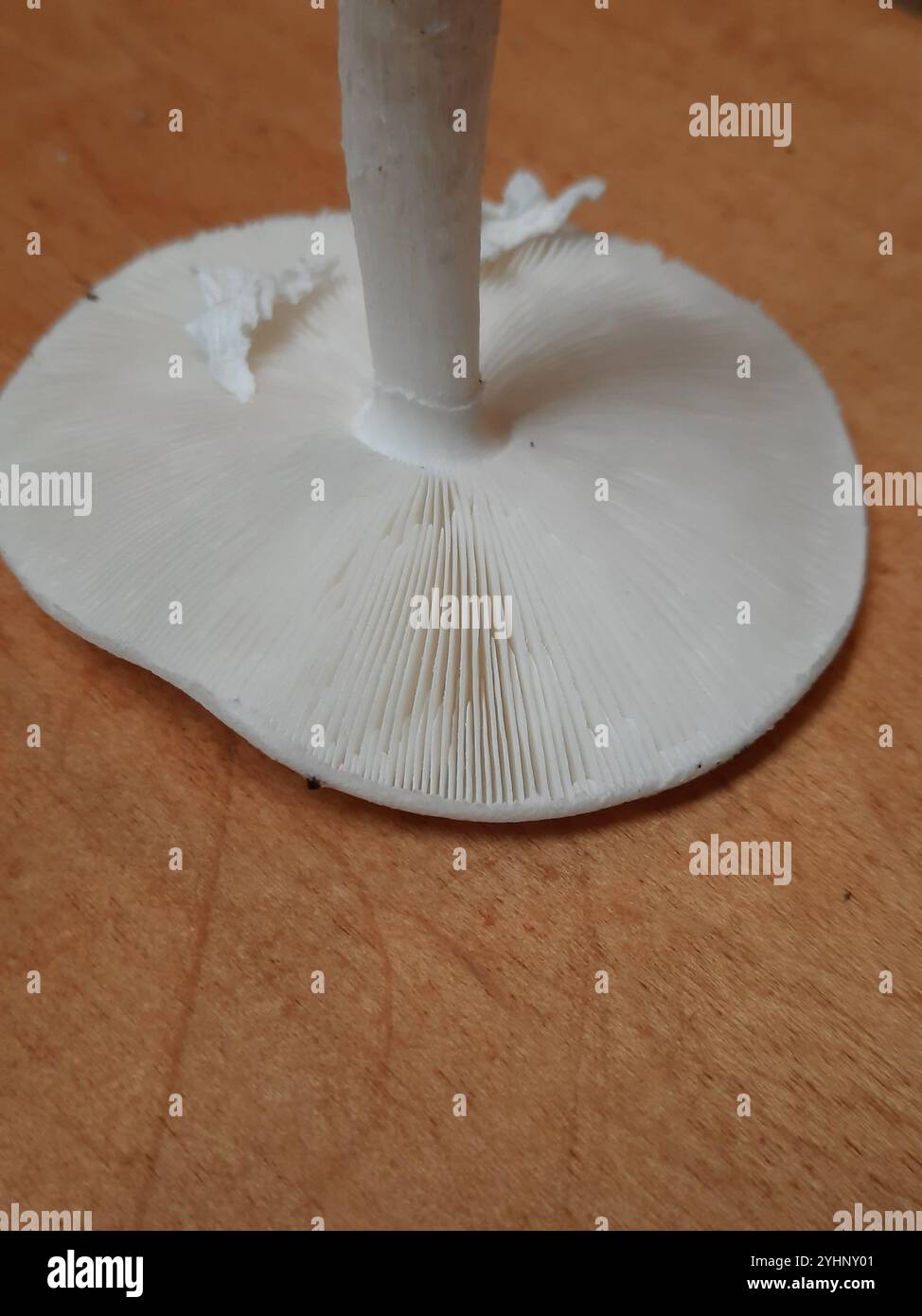 Phalloideae hi-res stock photography and images - Alamy