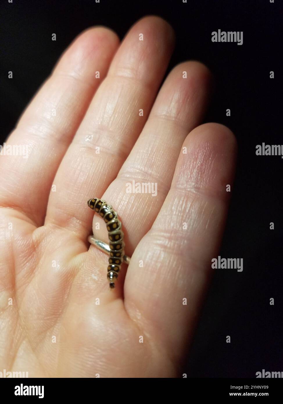 Phengodes hi-res stock photography and images - Alamy