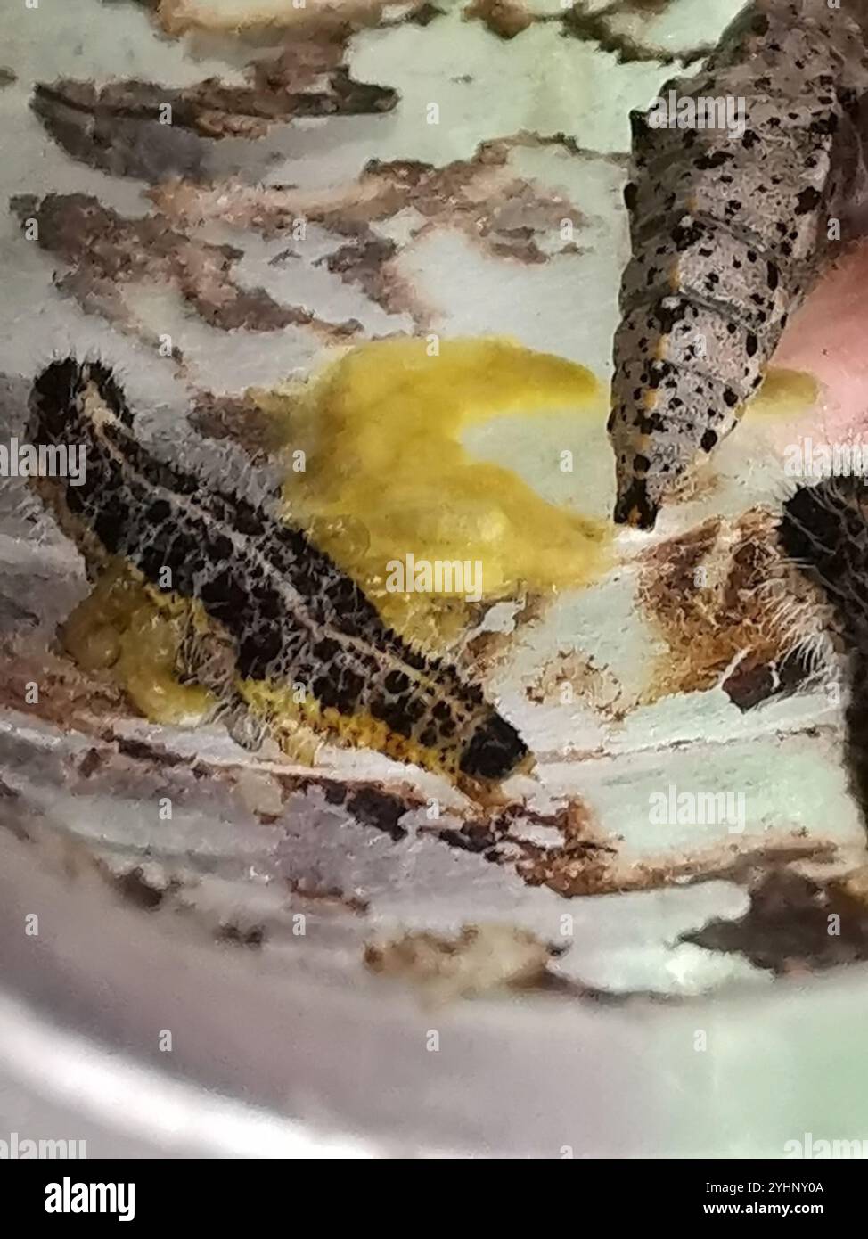 Cabbage White Parasitoid Wasp Bracovirus (Bracoviriform glomeratae ...