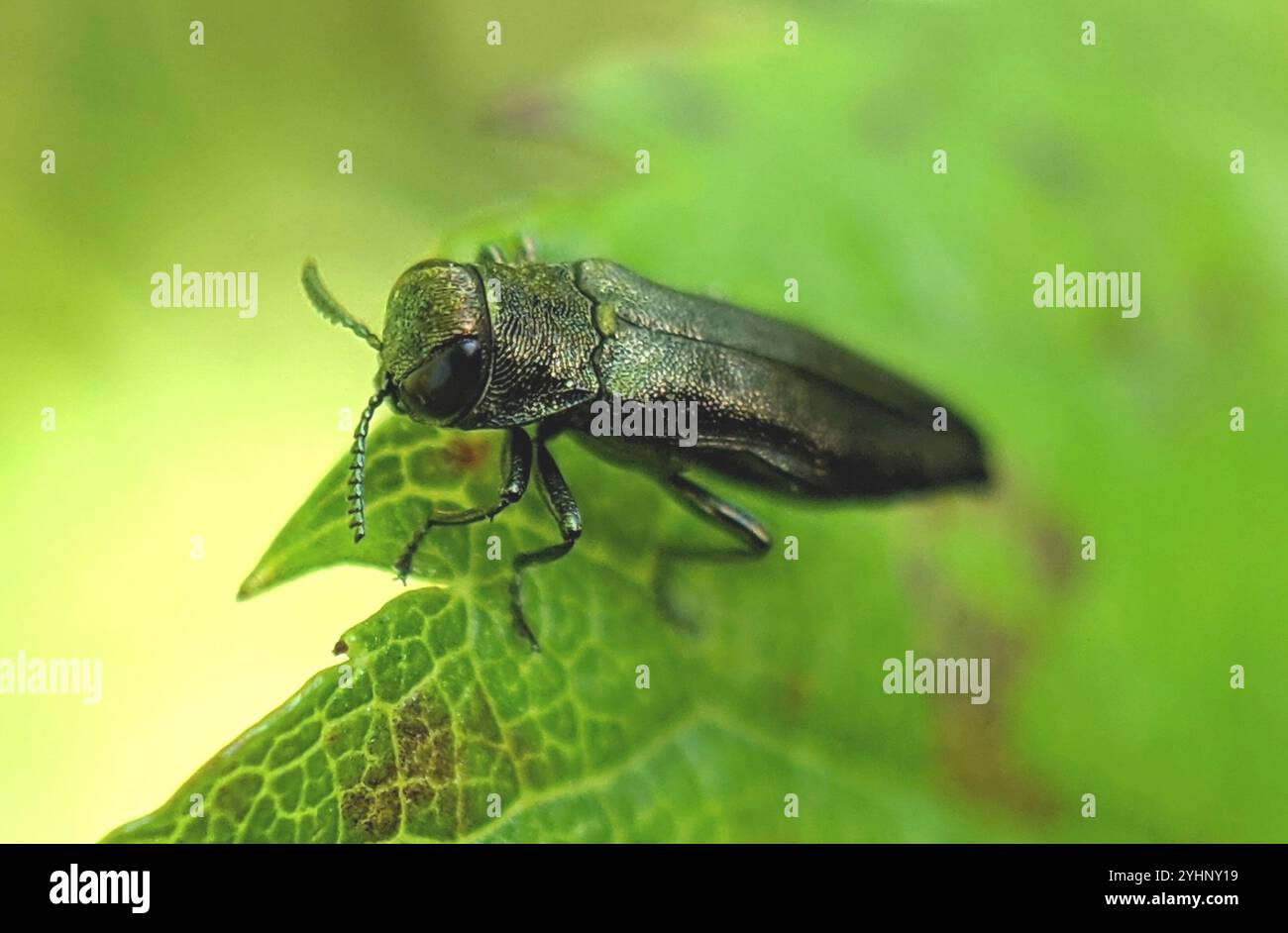 Rose stem girdler hi-res stock photography and images - Alamy