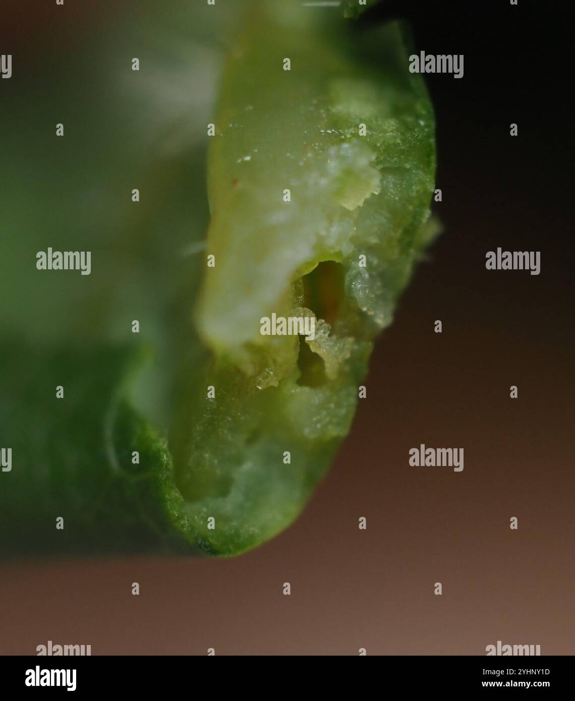 Grape Midge Galls (Vitisiella Stock Photo - Alamy