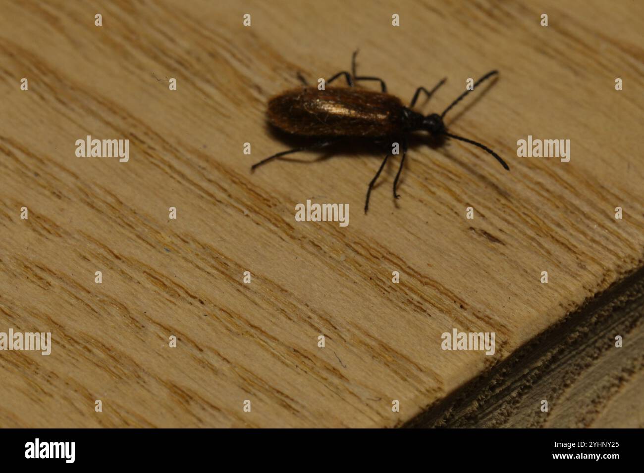 Rough-haired Lagria Beetle (Lagria hirta Stock Photo - Alamy