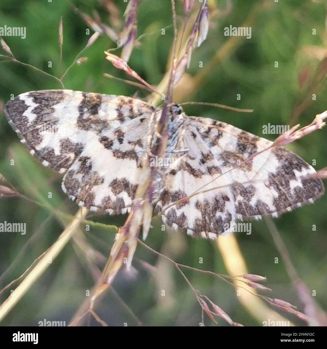 Spear-marked Black Moth (Rheumaptera hastata Stock Photo - Alamy