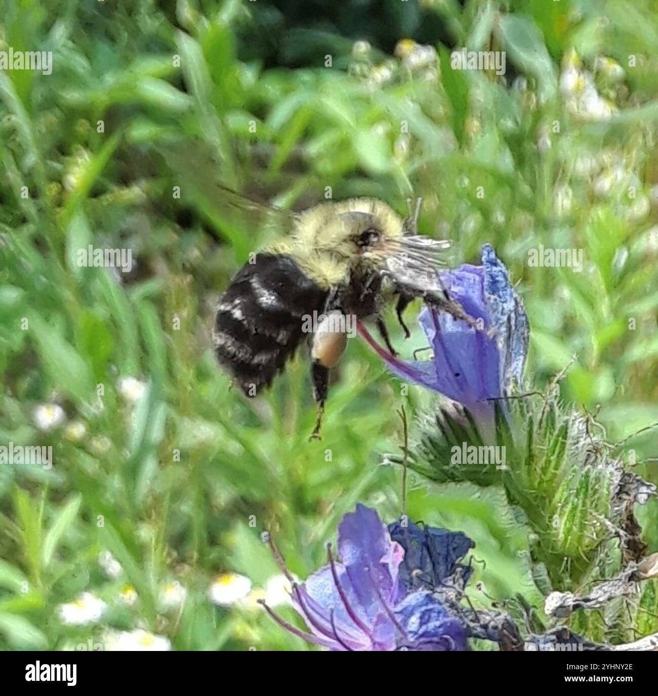 Common Eastern Bumble Bee (Bombus impatiens Stock Photo - Alamy