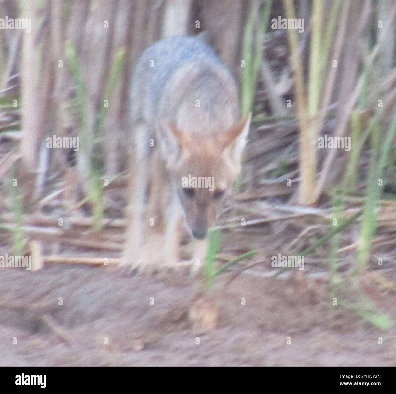 Syrian Jackal (Canis aureus syriacus Stock Photo - Alamy