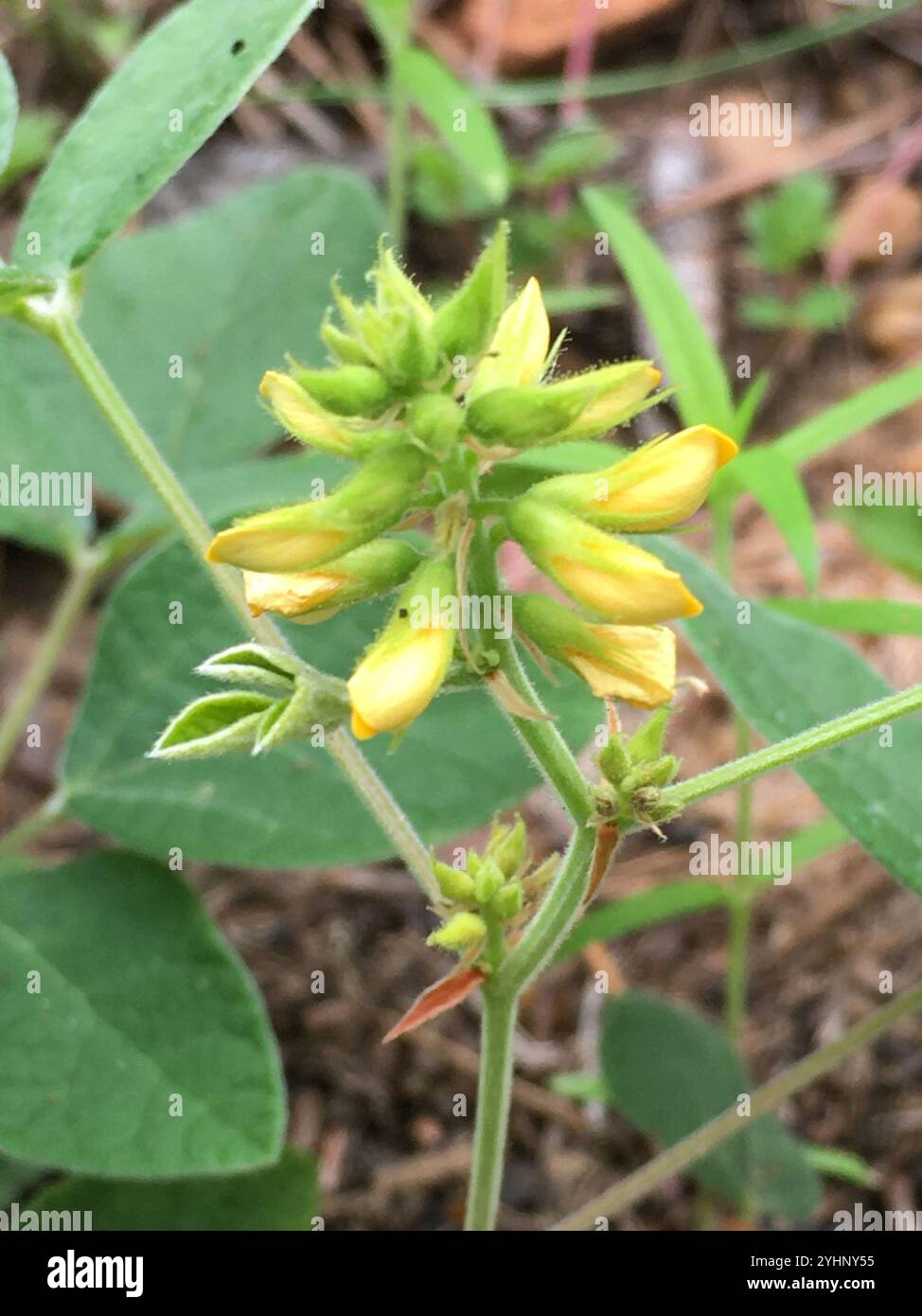 Twining Snoutbean (Rhynchosia tomentosa Stock Photo - Alamy