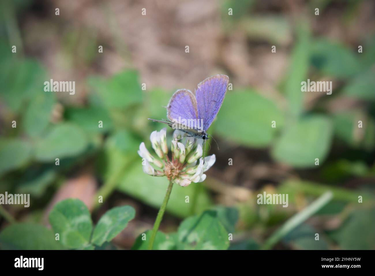 Short-tailed Blue (Cupido argiades Stock Photo - Alamy