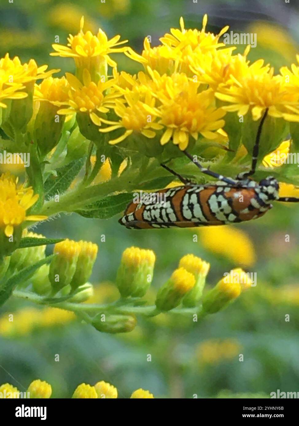 Ailanthus Webworm Moth (Atteva aurea Stock Photo - Alamy