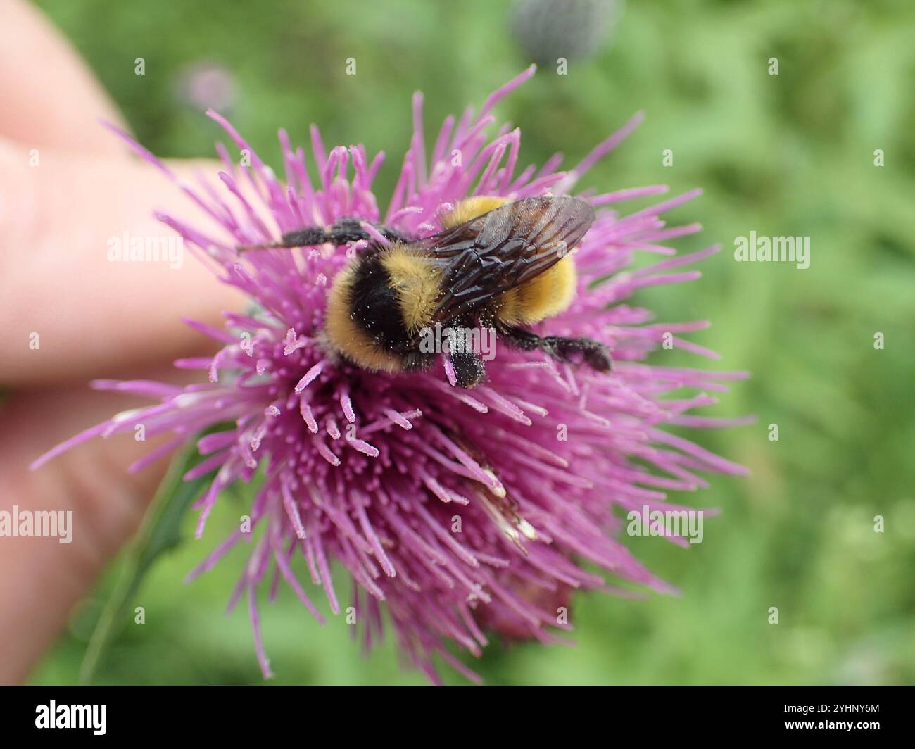 Northern Amber Bumble Bee (Bombus borealis Stock Photo - Alamy