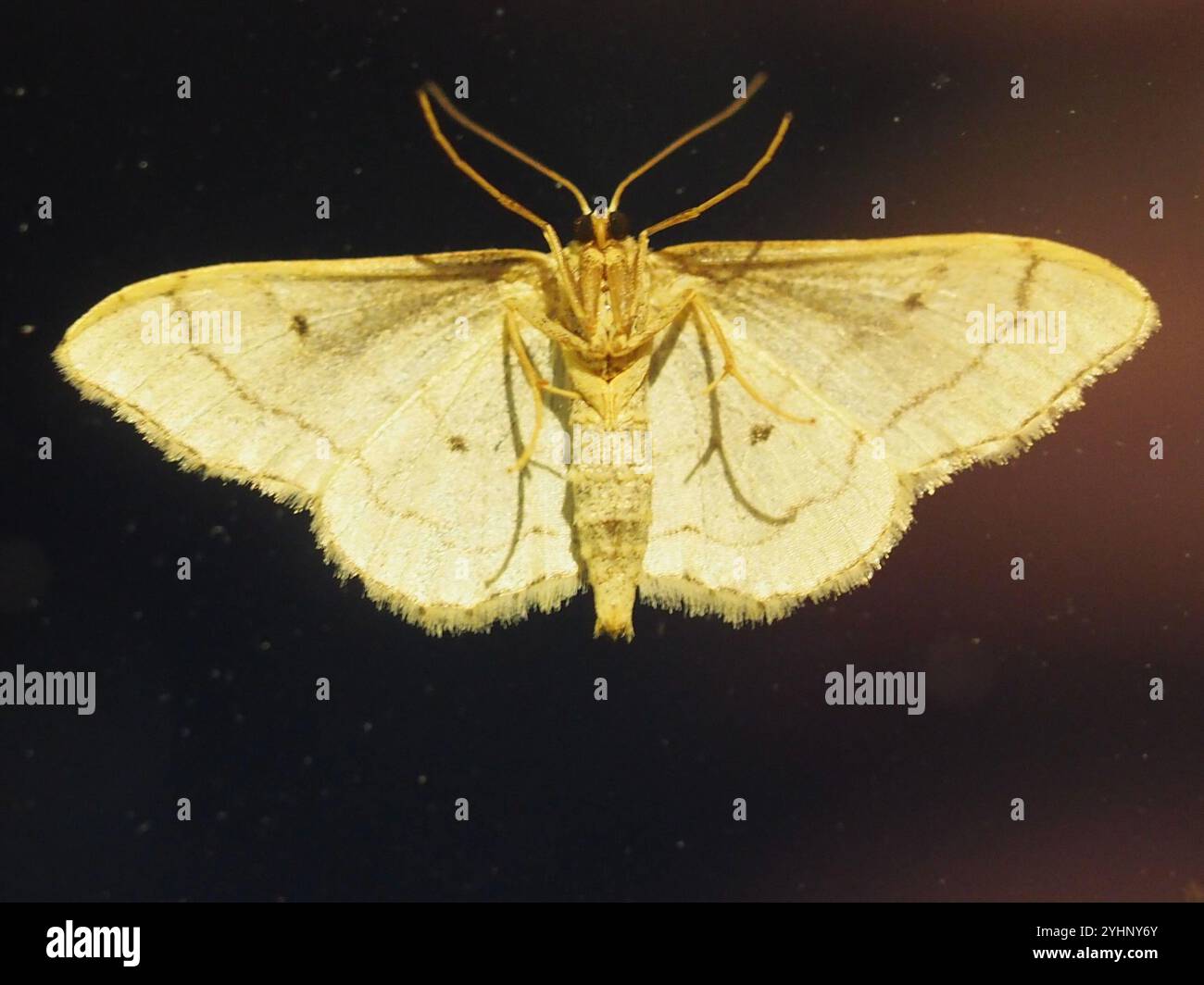 Riband Wave (Idaea aversata Stock Photo - Alamy