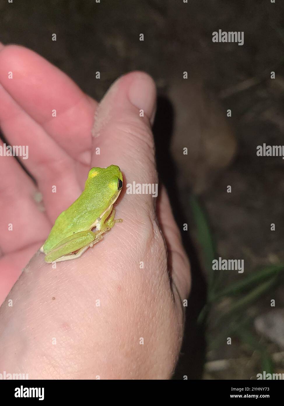 Green Treefrog (Hyla cinerea Stock Photo - Alamy