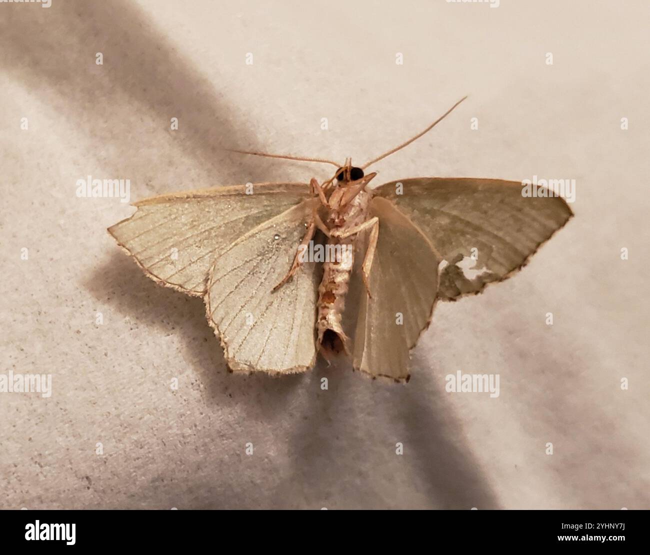 Common Emerald (Hemithea aestivaria Stock Photo - Alamy