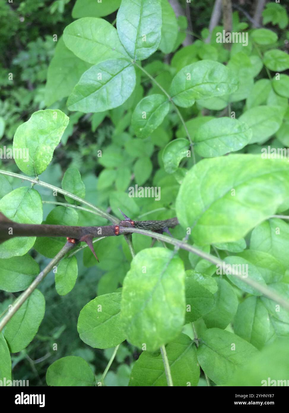 common prickly ash (Zanthoxylum americanum Stock Photo - Alamy