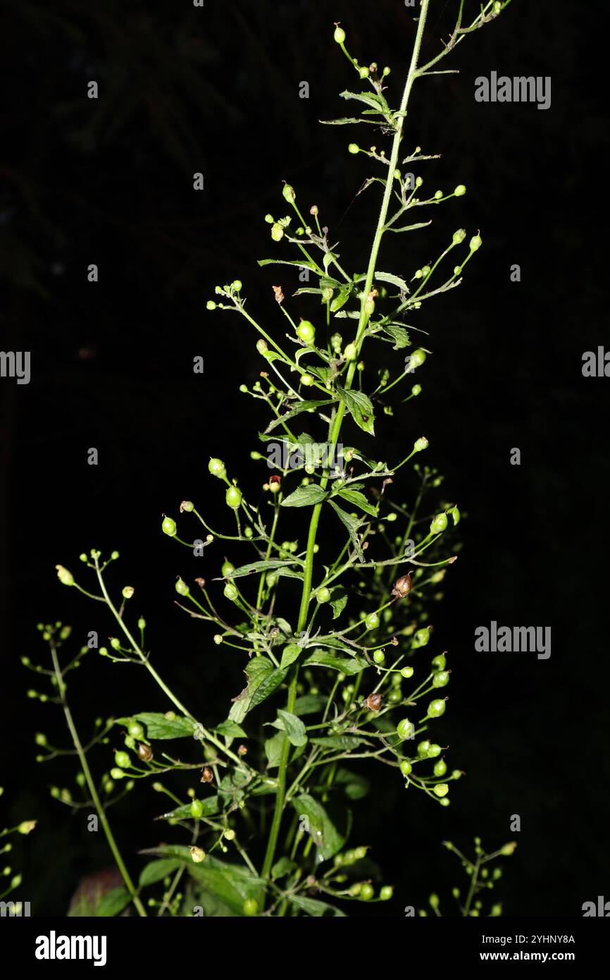 late figwort (Scrophularia marilandica Stock Photo - Alamy