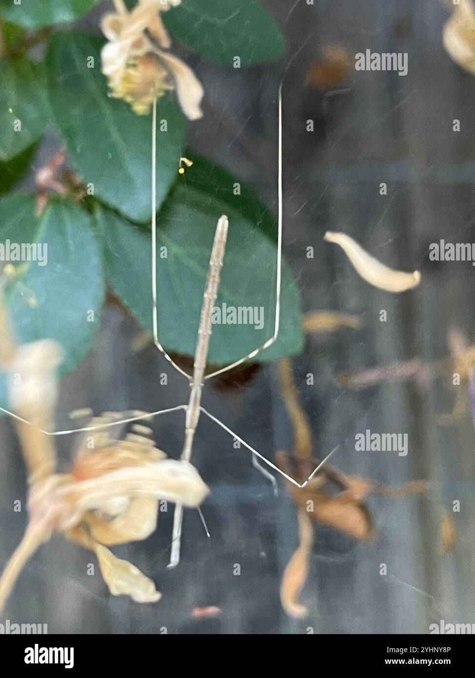 Thread-legged Bugs (Emesinae Stock Photo - Alamy