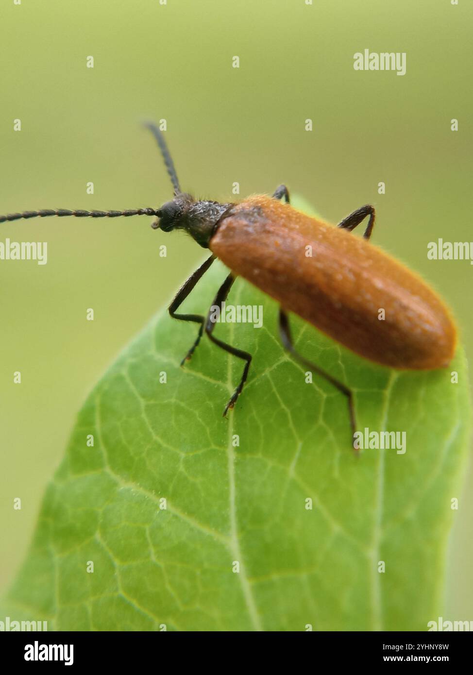 Rough-haired Lagria Beetle (Lagria hirta Stock Photo - Alamy