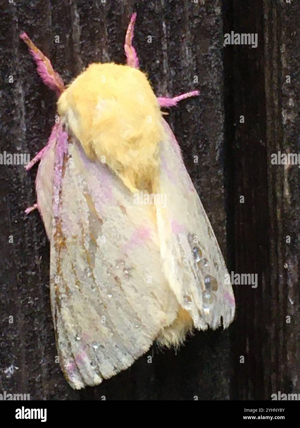 Rosy Maple Moth (Dryocampa rubicunda Stock Photo - Alamy