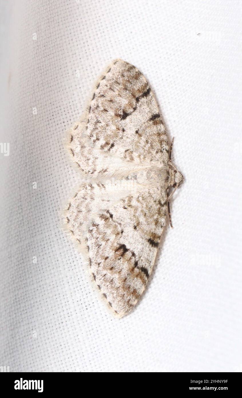 Welsh Wave Moth (Venusia cambrica Stock Photo - Alamy