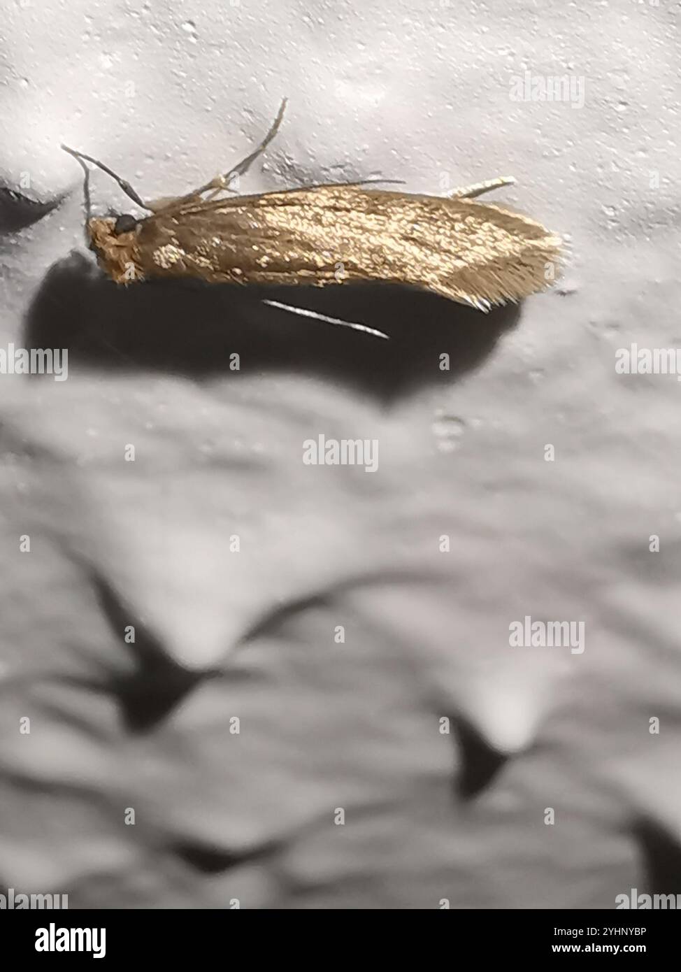 Case-bearing Clothes Moth (Tinea pellionella Stock Photo - Alamy