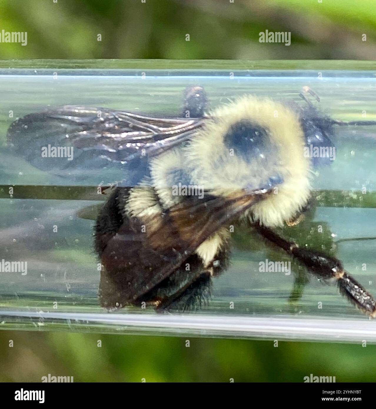 Two-spotted Bumble Bee (Bombus bimaculatus Stock Photo - Alamy
