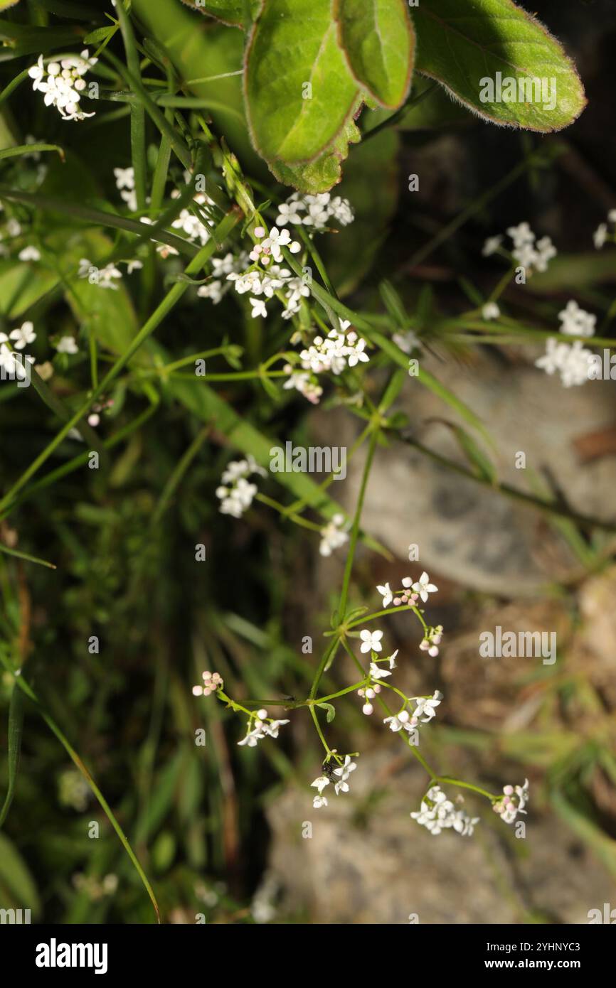 Common Marsh-bedstraw (Galium palustre Stock Photo - Alamy