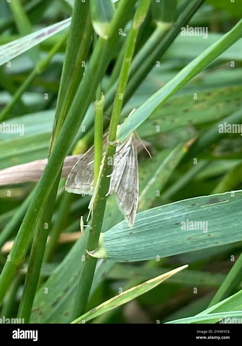 Pale Straw Pearl (Udea lutealis Stock Photo - Alamy