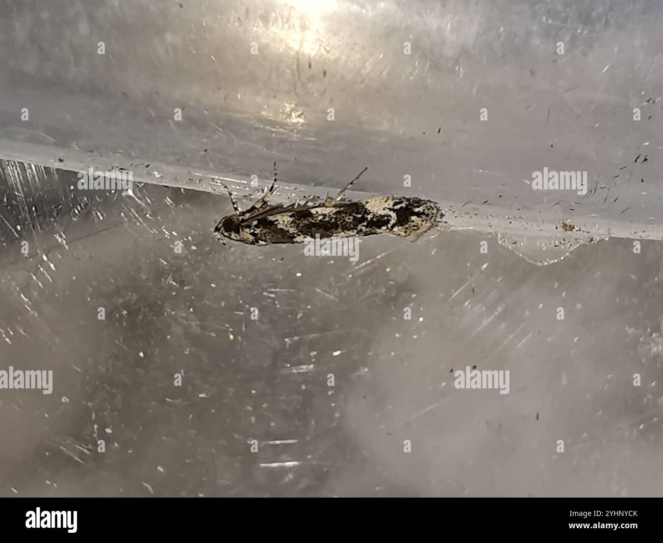 Grass miner moths hi-res stock photography and images - Alamy