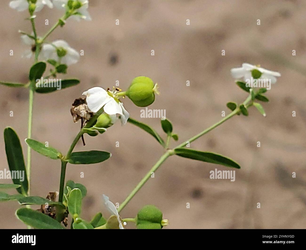 flowering spurge (Euphorbia corollata Stock Photo - Alamy