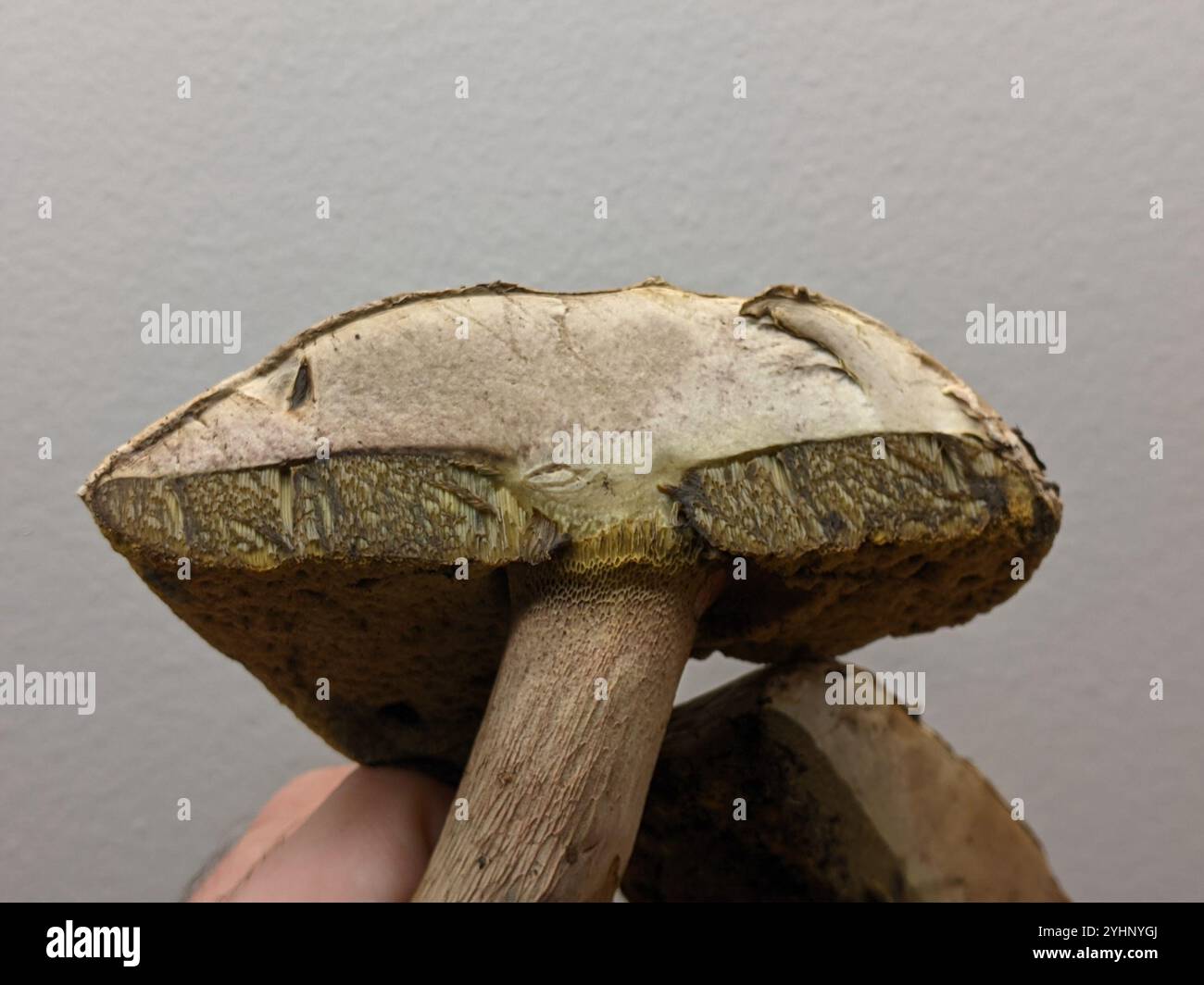 Caloboletus hi-res stock photography and images - Alamy