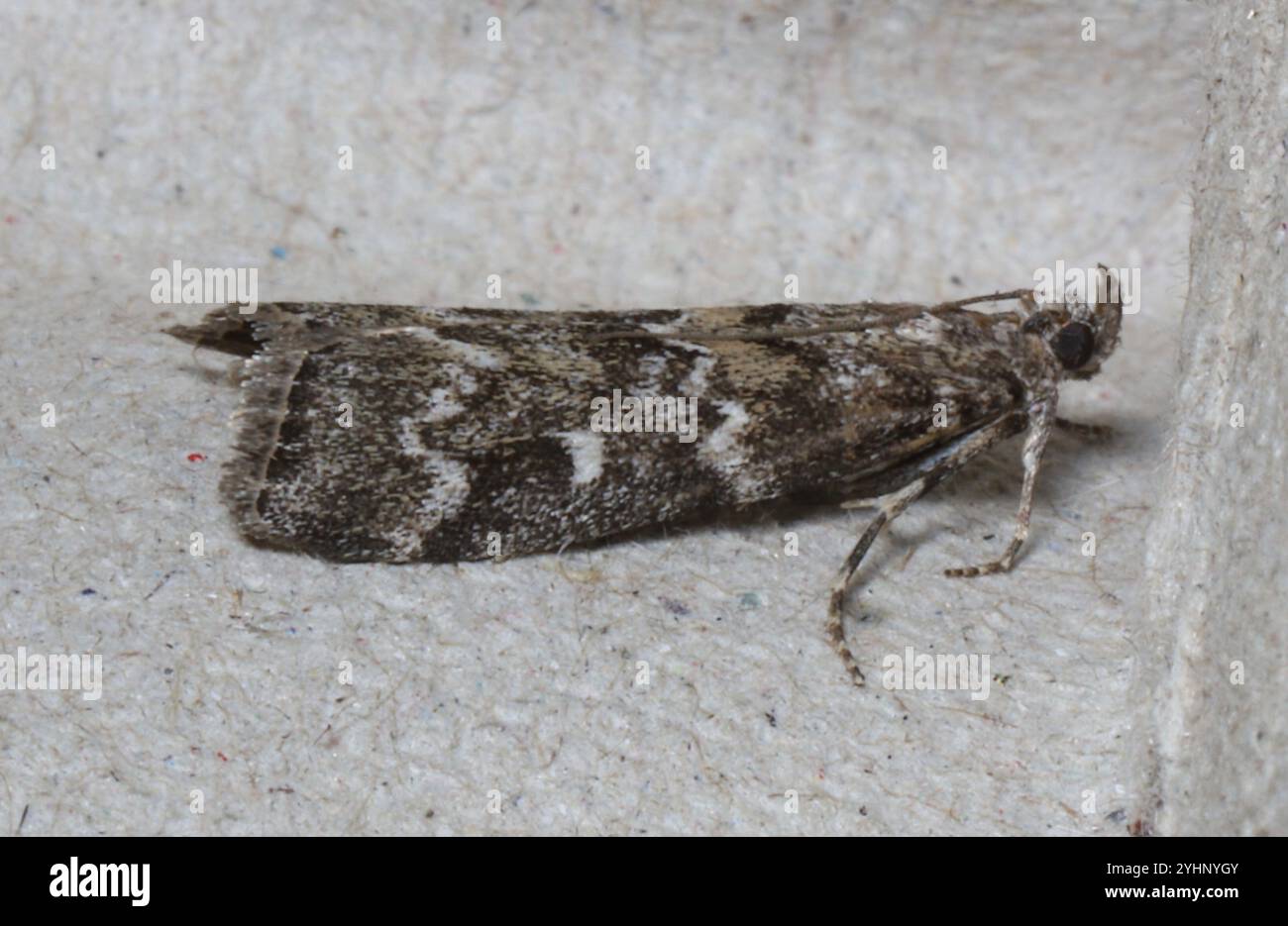 Spruce Coneworm Moth (Dioryctria reniculelloides Stock Photo - Alamy