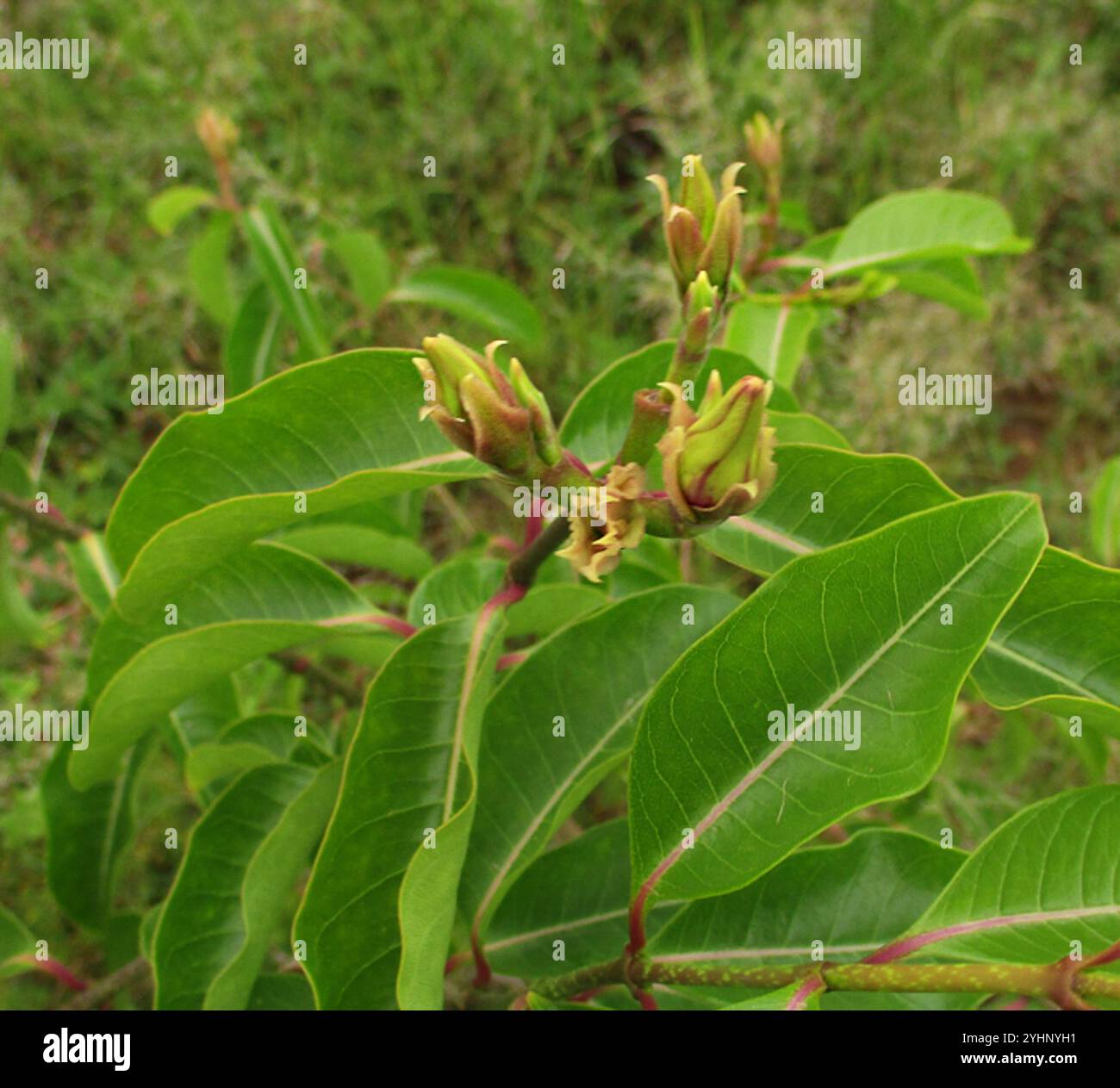 Rubber Vine (Cryptostegia grandiflora Stock Photo - Alamy