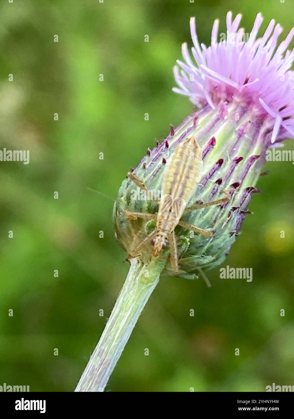 Marsh Damsel Bug (Nabis limbatus Stock Photo - Alamy