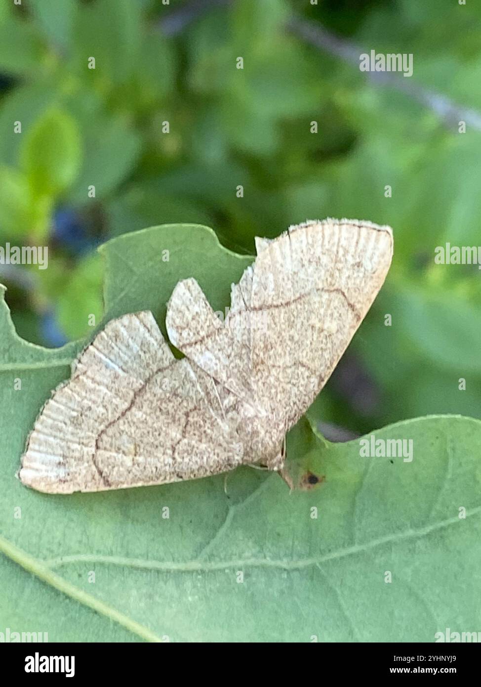 Clay Fan-foot (Paracolax tristalis Stock Photo - Alamy