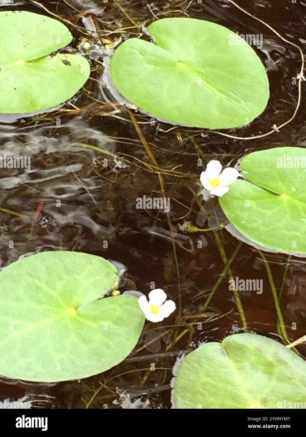 Carolina Fanwort (Cabomba caroliniana Stock Photo - Alamy