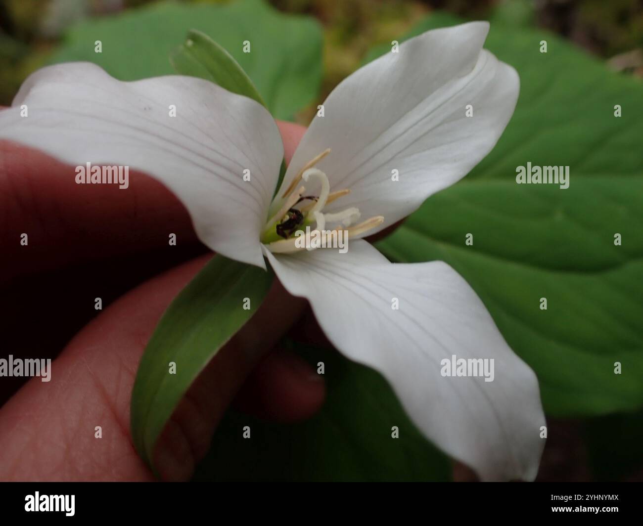 Pacific trillium (Trillium ovatum Stock Photo - Alamy