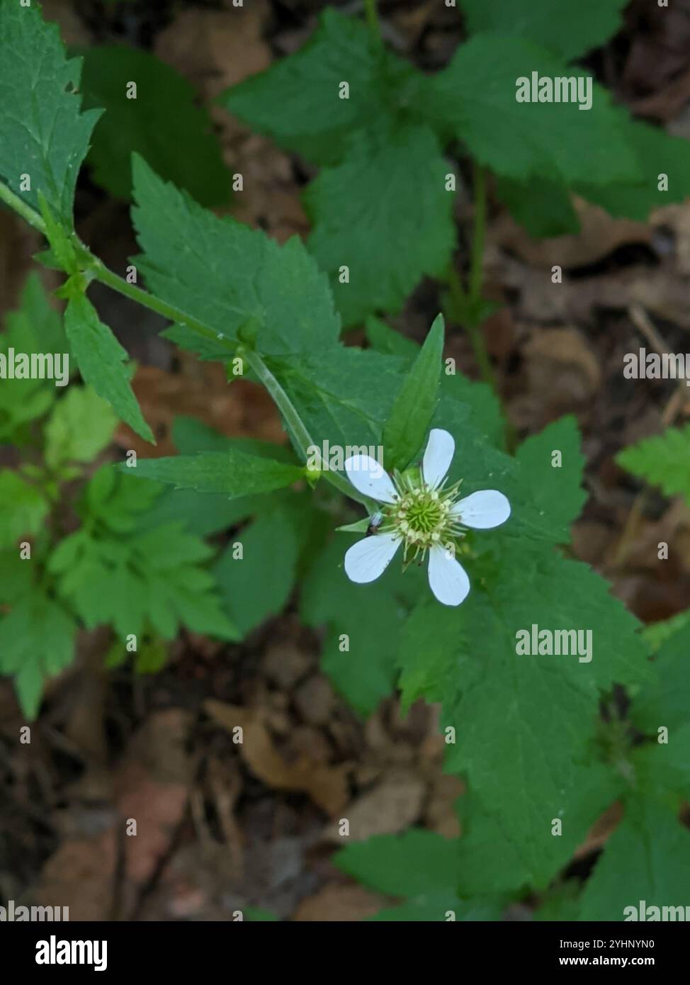 white avens (Geum canadense Stock Photo - Alamy