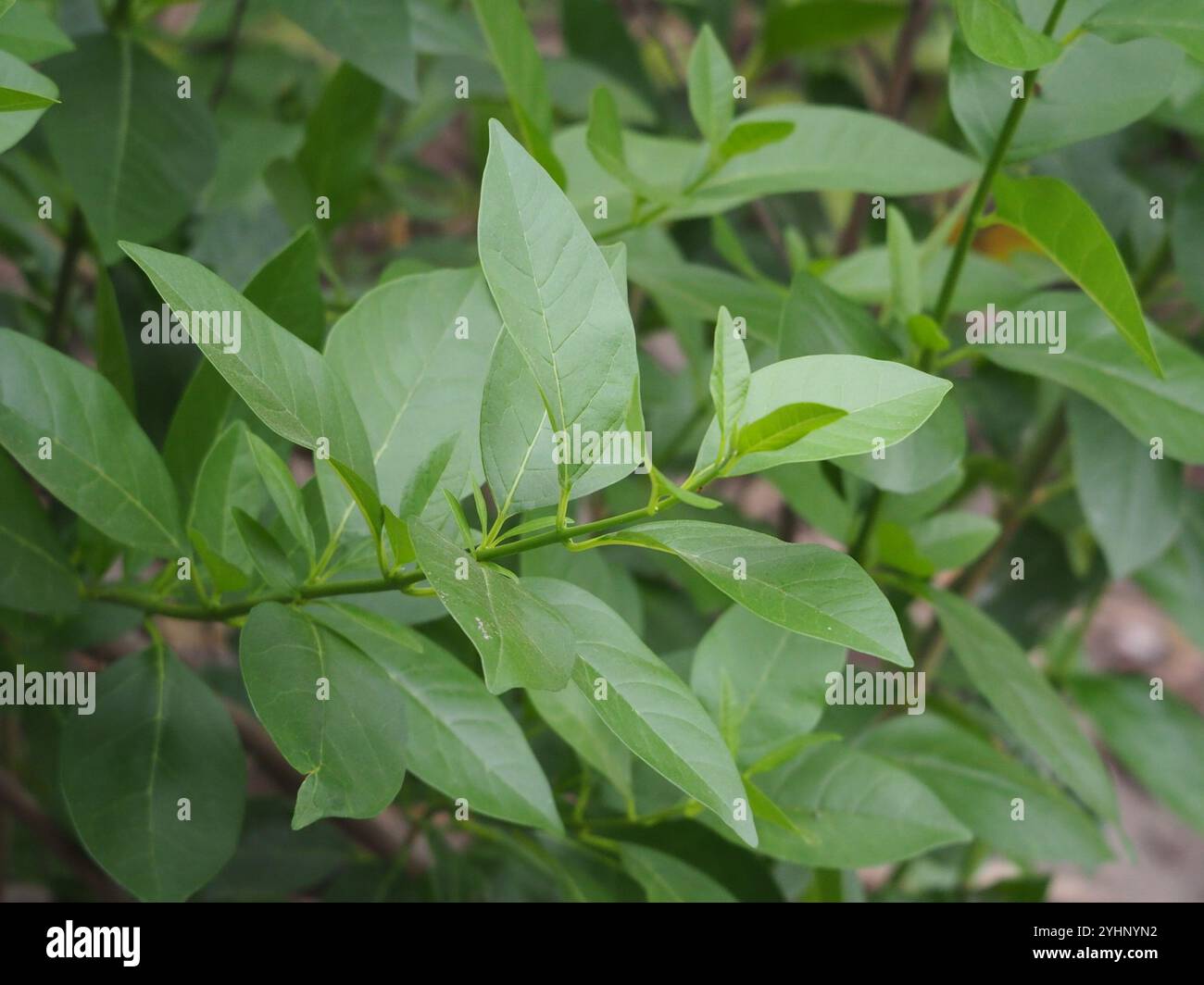 scrambling clerodendrum (Volkameria inermis Stock Photo - Alamy