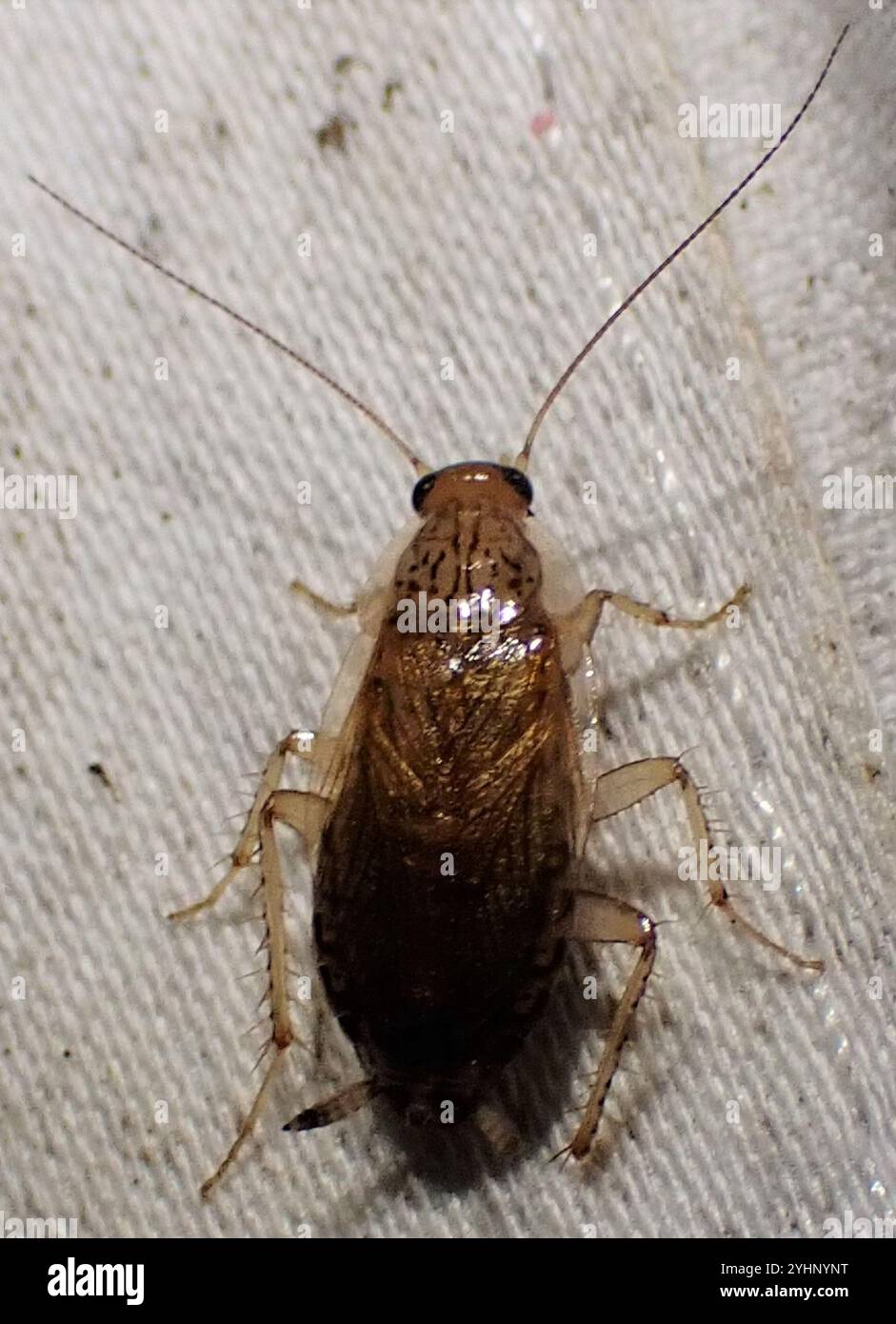 small yellow cockroach (Cariblatta lutea Stock Photo - Alamy