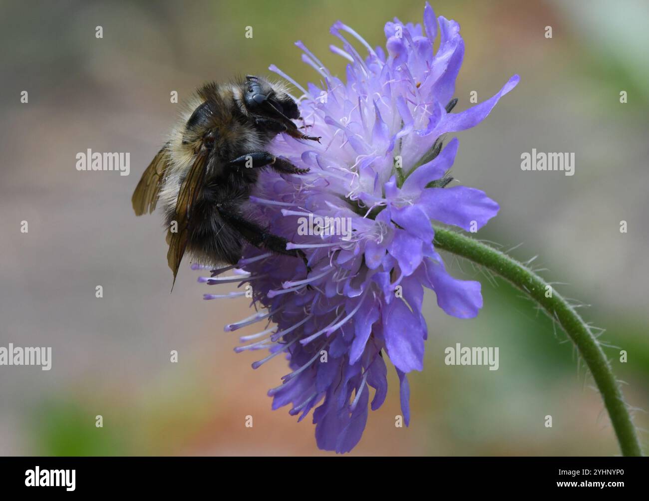 Common Carder Bumble Bee (Bombus pascuorum Stock Photo - Alamy