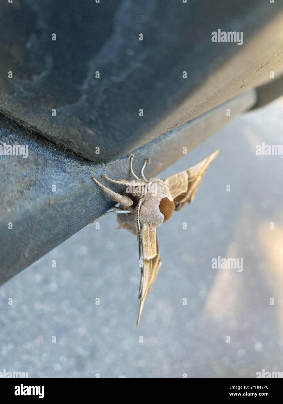 Western Eyed Sphinx (Smerinthus ophthalmica Stock Photo - Alamy