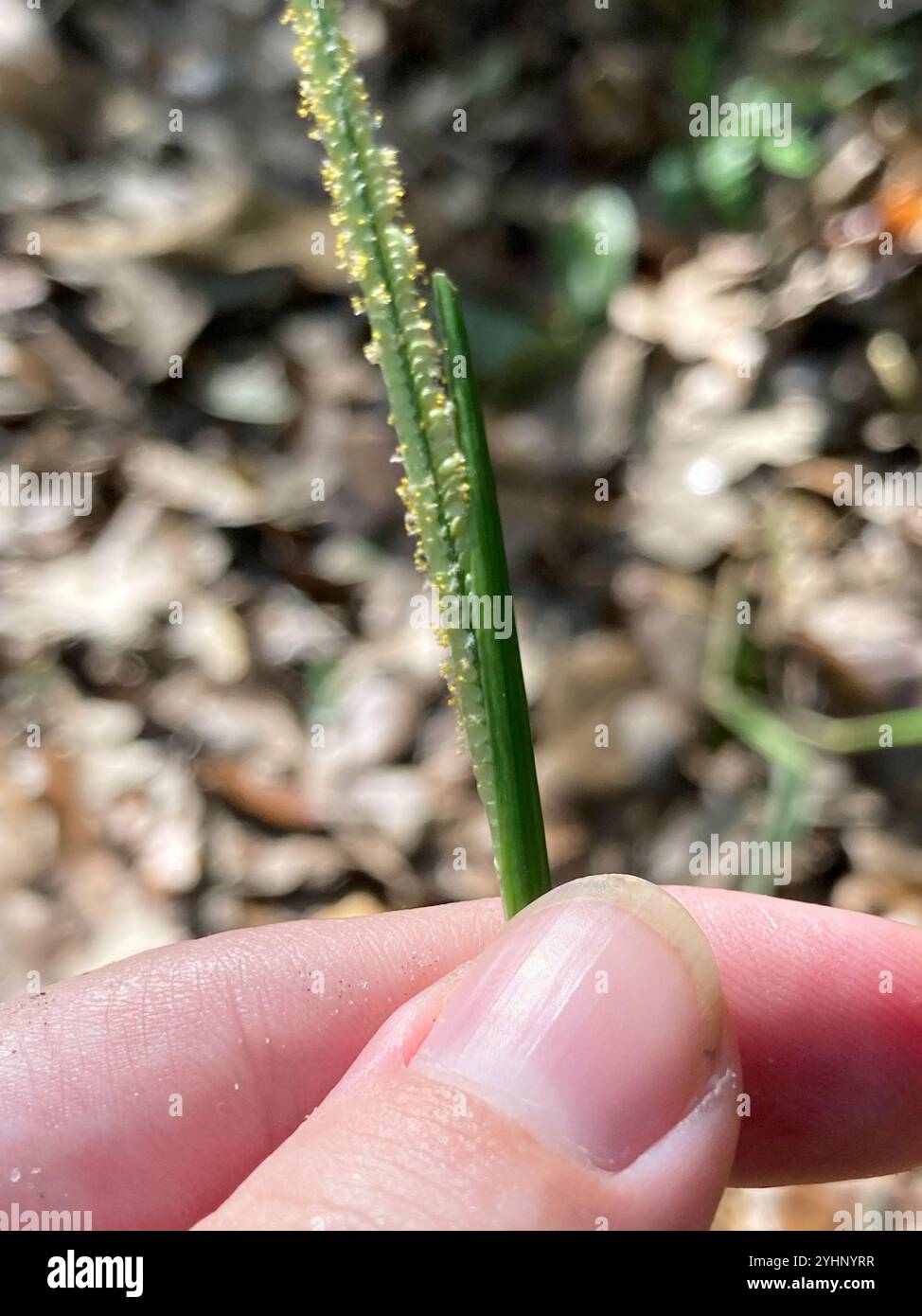 grasses, sedges, cattails, and allies (Poales Stock Photo - Alamy
