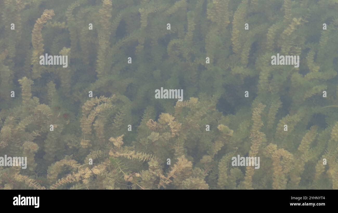 Eurasian water-milfoil (Myriophyllum spicatum Stock Photo - Alamy