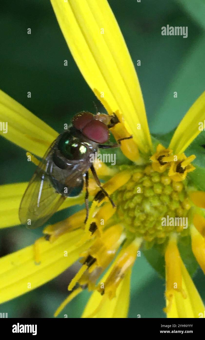 Iridescent Bromeliad Fly (Copestylum vesicularium Stock Photo - Alamy