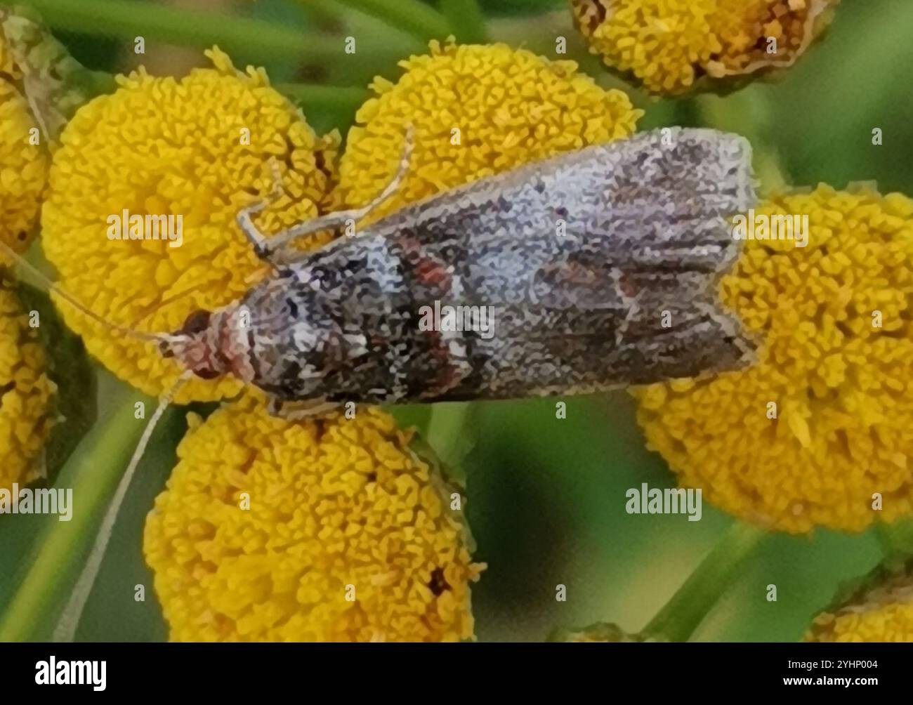 Grey Knot-horn (Acrobasis advenella Stock Photo - Alamy