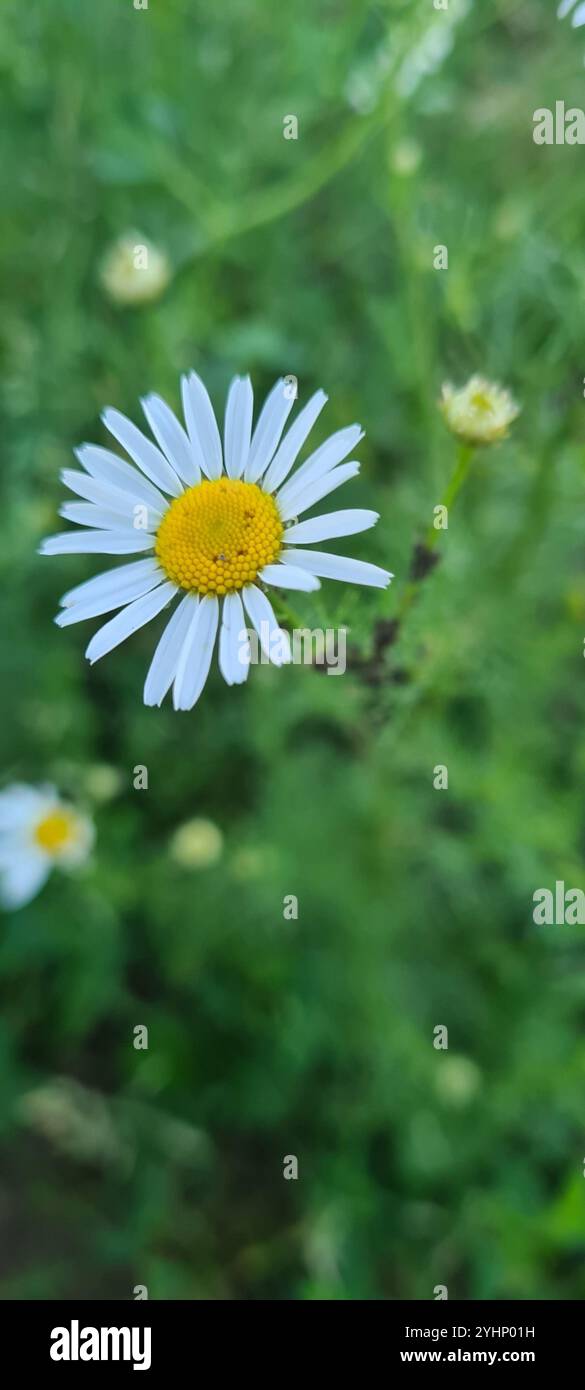 scentless mayweed (Tripleurospermum inodorum Stock Photo - Alamy