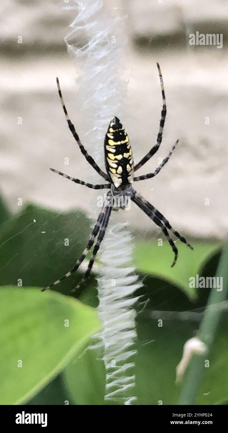 Yellow Garden Spider (Argiope aurantia Stock Photo - Alamy