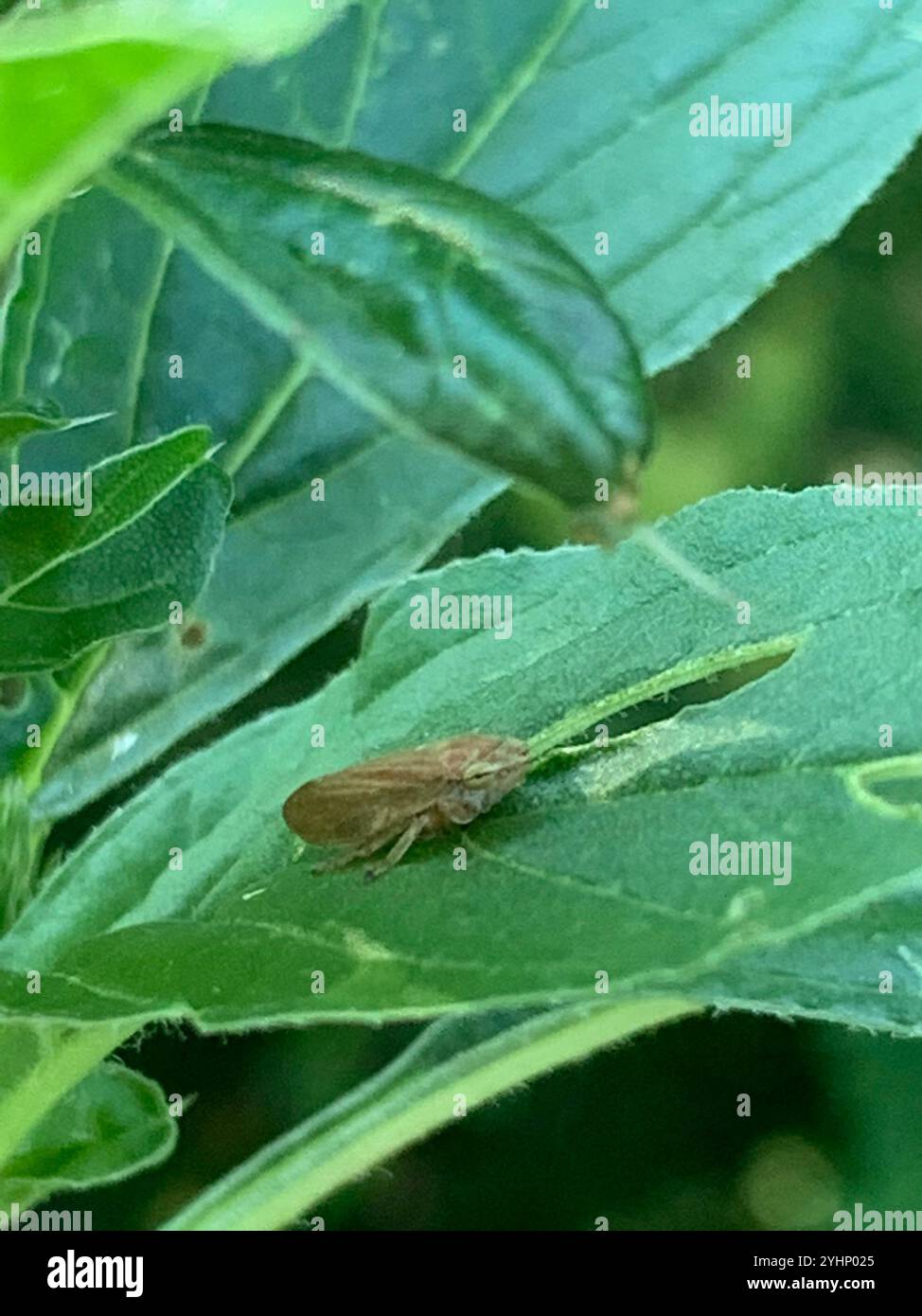 True Bugs, Hoppers, Aphids, and allies (Hemiptera Stock Photo - Alamy