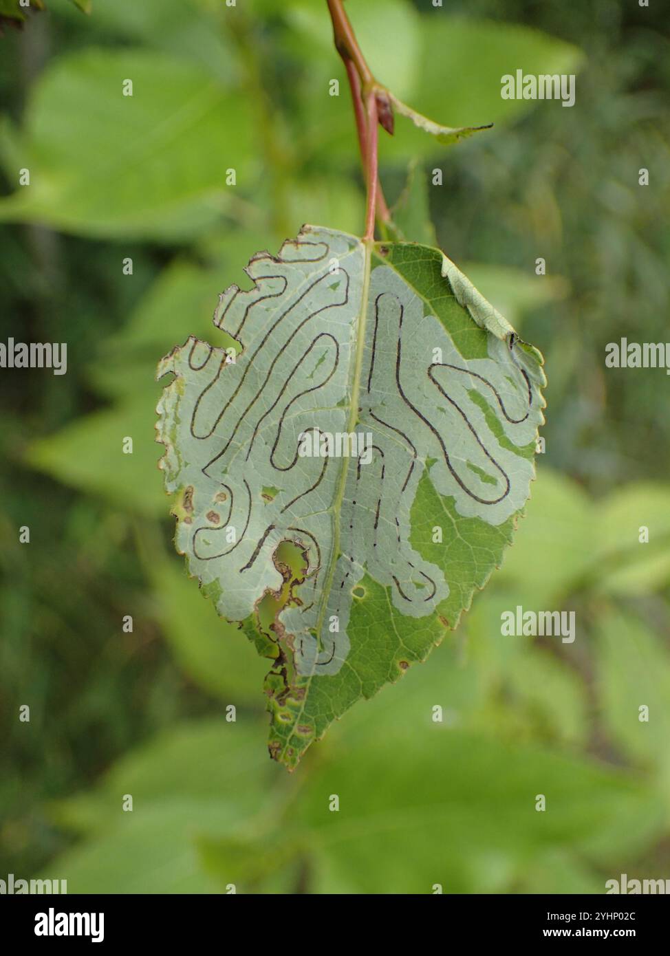 Aspen Serpentine Leafminer Moth (Phyllocnistis populiella Stock Photo ...